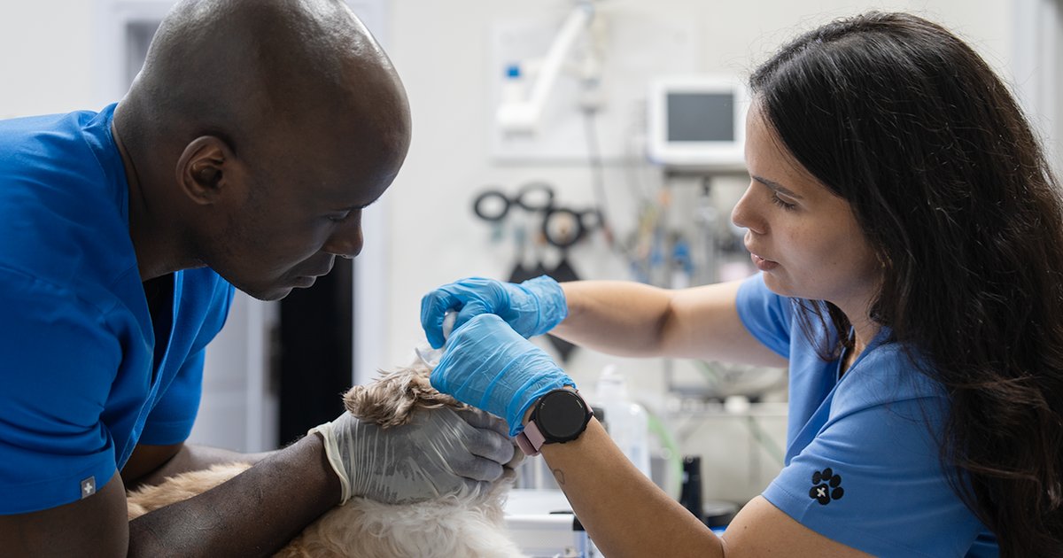 Veterinary Hospital & Care in Doha | Parkview Pet Center